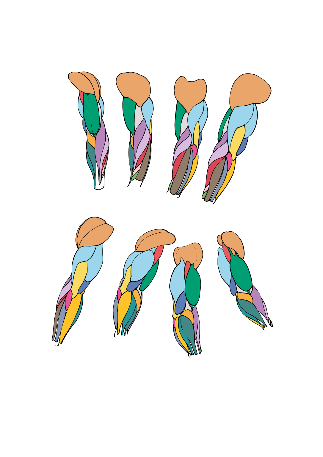 A reference of FMG anatomy - GrowGetterComics